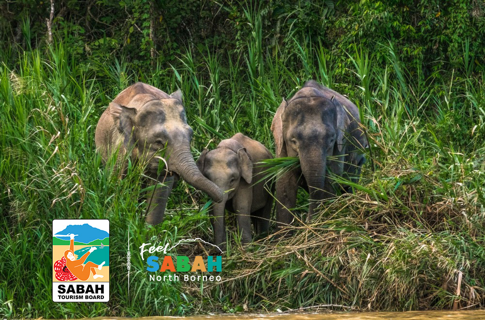 Borneo Wildlife Tour | 10 Days $1999 Per Person | MyHoliday2