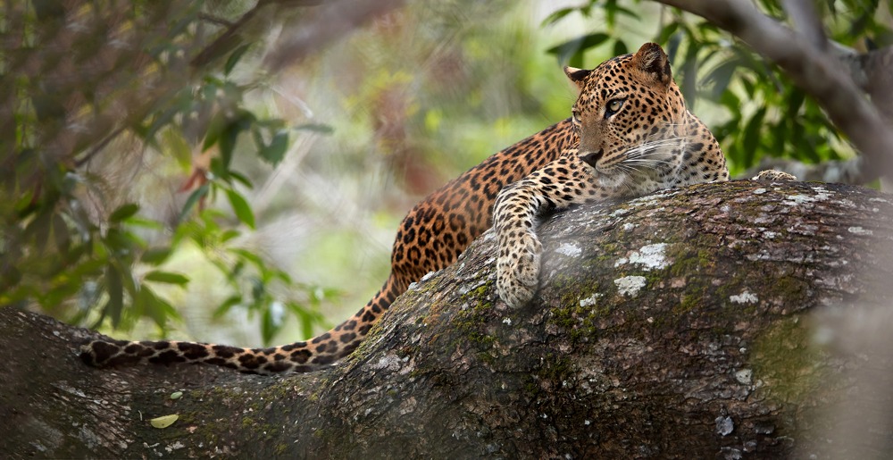 Sri Lanka Holiday Packages | Wildlife Safari | MyHoliday2