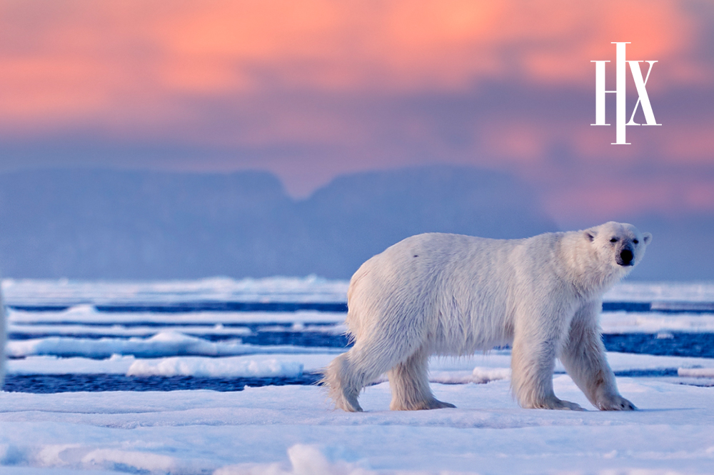 11 Day Svalbard Expedition | See Polar Bears