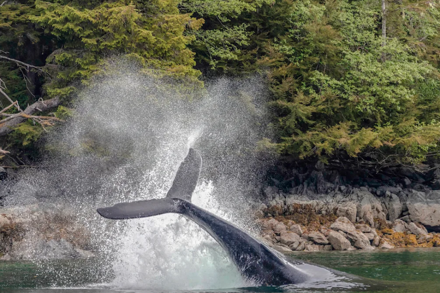 20 Day Alaska Inside Passage | Northbound - MyHoliday2